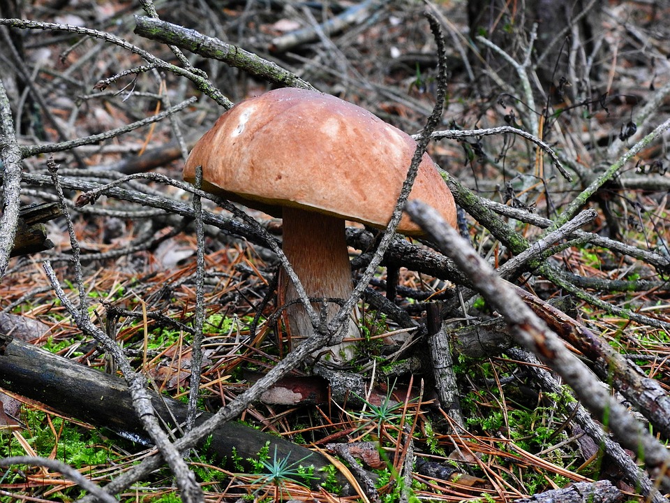 Champignon Bolet Forêt - Photo gratuite sur Pixabay - Pixabay