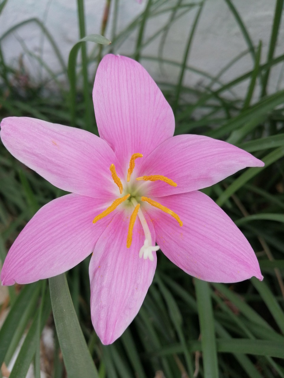 Flor Venezuela - Foto gratuita no Pixabay - Pixabay