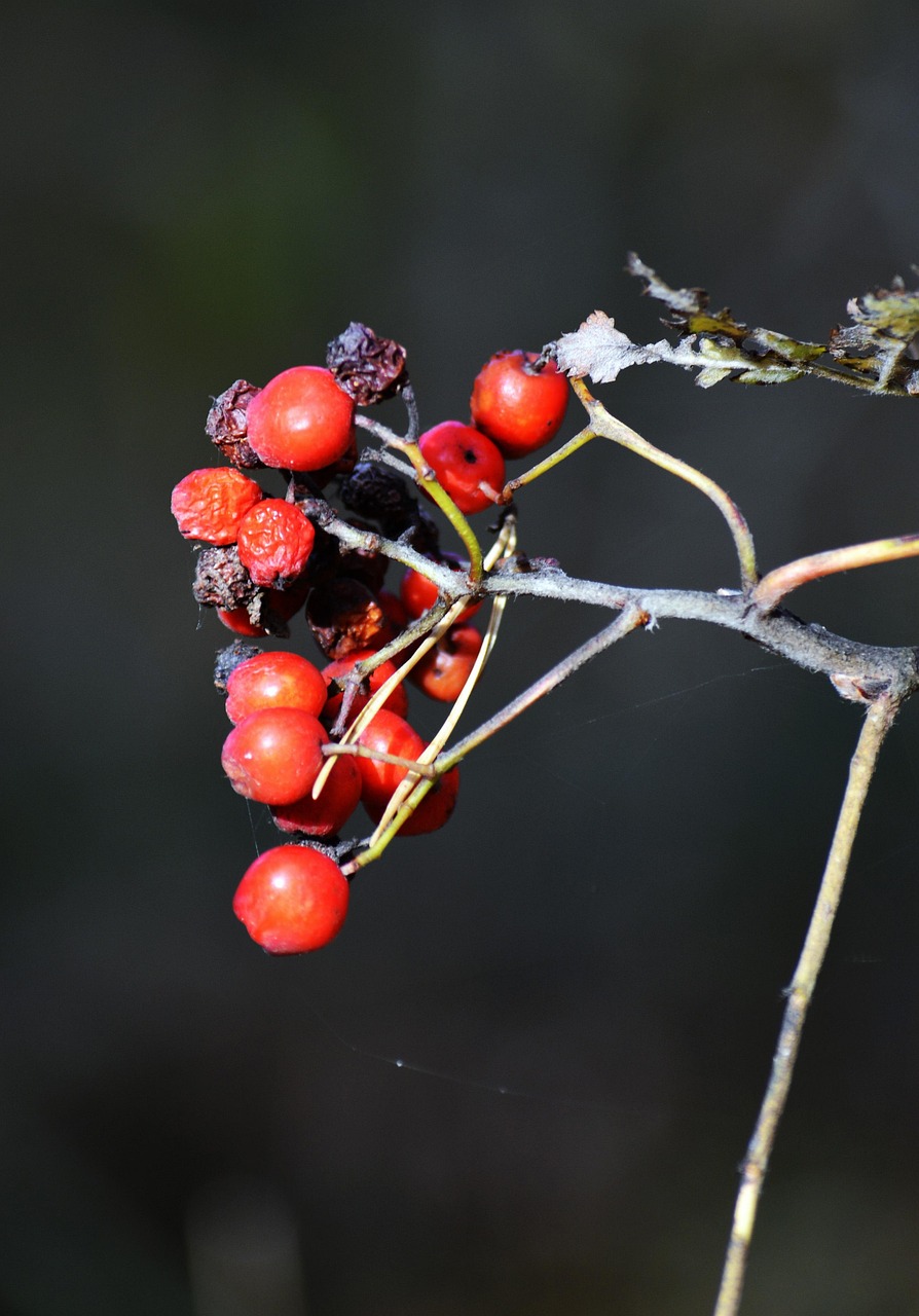Autumn Berries Foliage Dry - Free photo on Pixabay - Pixabay
