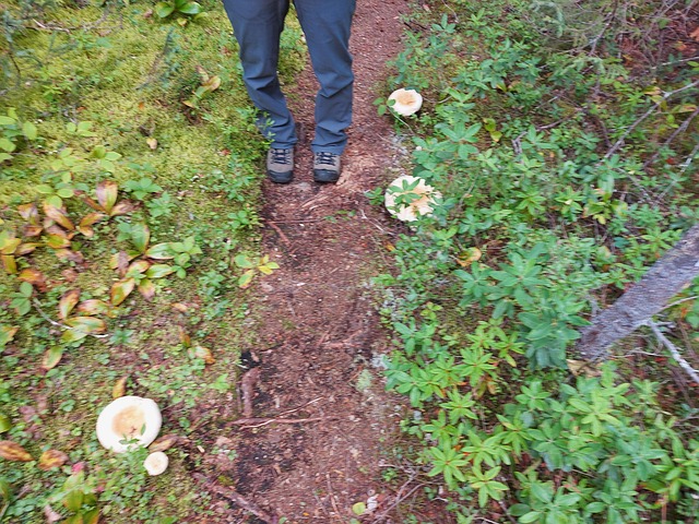 Champignons Pieds - Photo gratuite sur Pixabay - Pixabay
