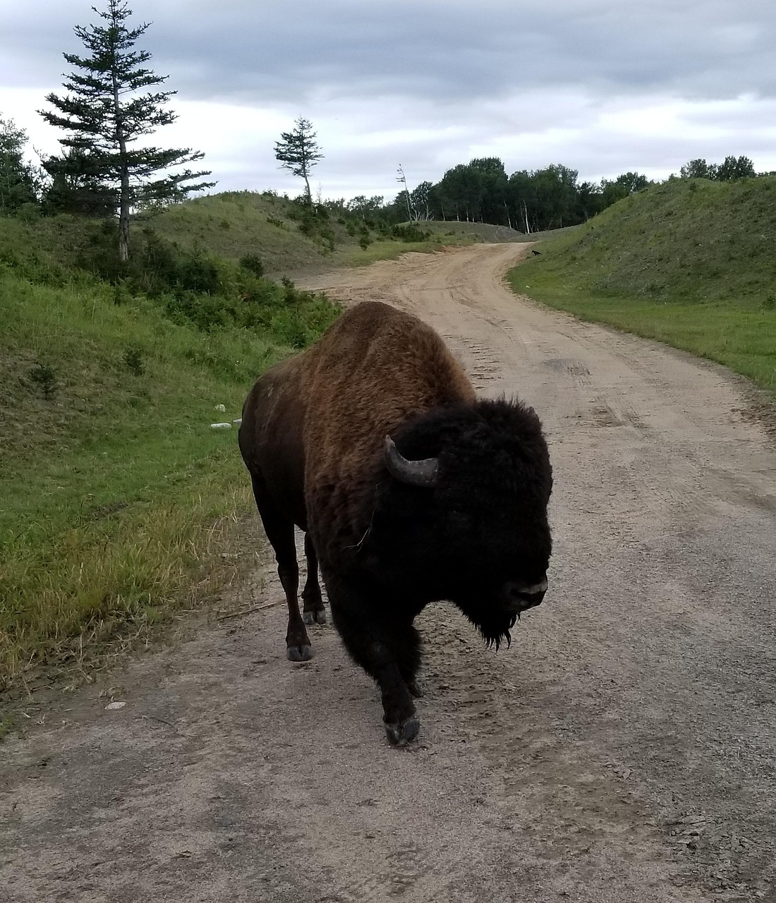 Buffalo Bison - Free photo on Pixabay - Pixabay