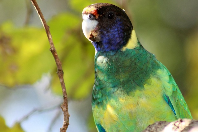 Australian Ringneck Parrot Twenty - Free photo on Pixabay - Pixabay
