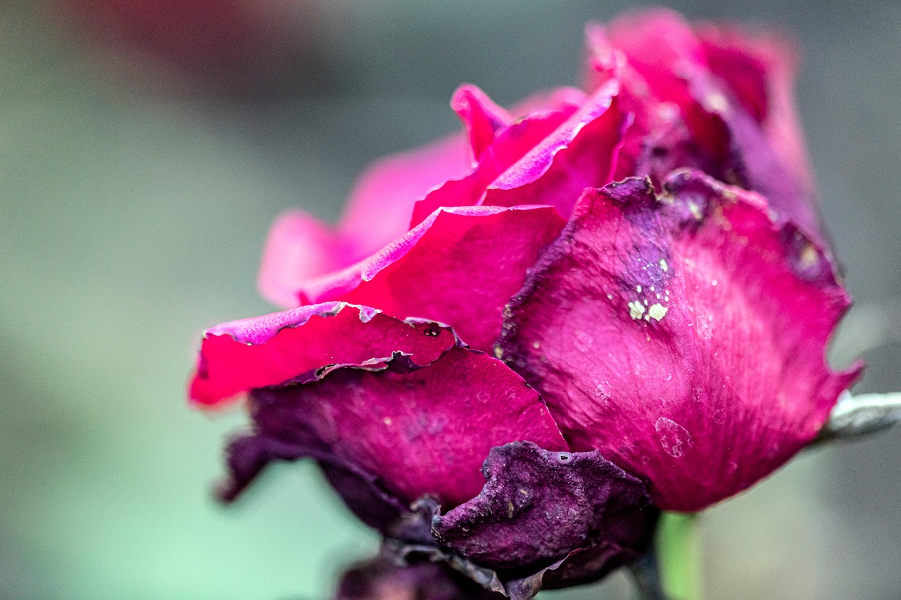 400,000+ Free Withering Flowers & Flower Images - Pixabay