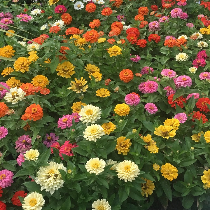 Zinnias Flowers Garden - Free photo on Pixabay - Pixabay