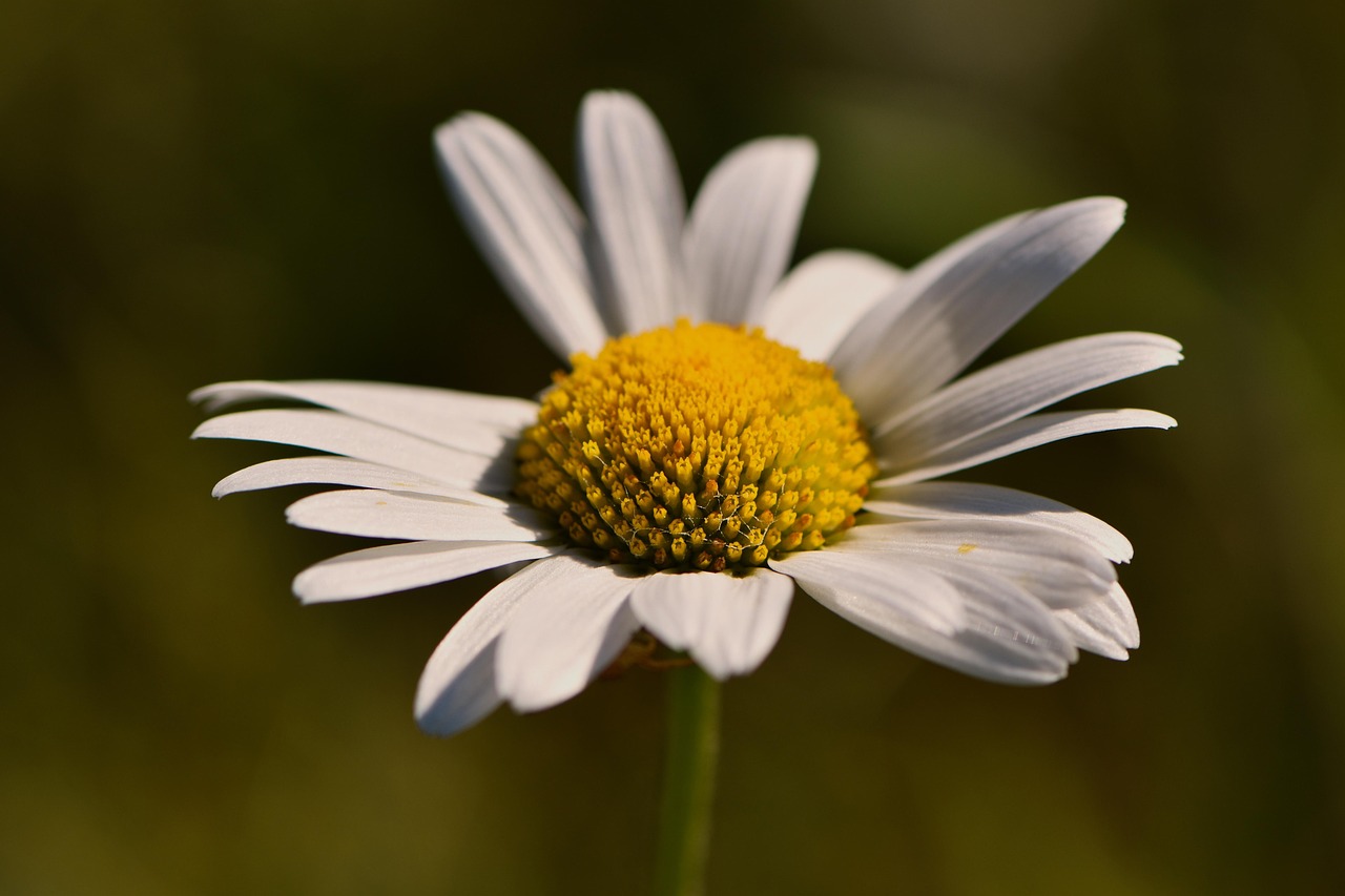 Padang Rumput Bunga Kelopak Foto Gratis Di Pixabay Pixabay