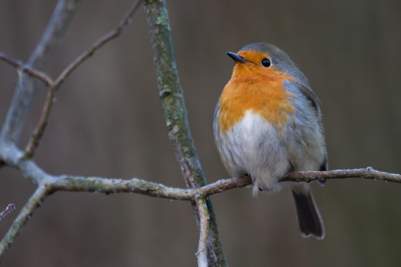 Bird Red Throat Perched Small - Free photo on Pixabay - Pixabay