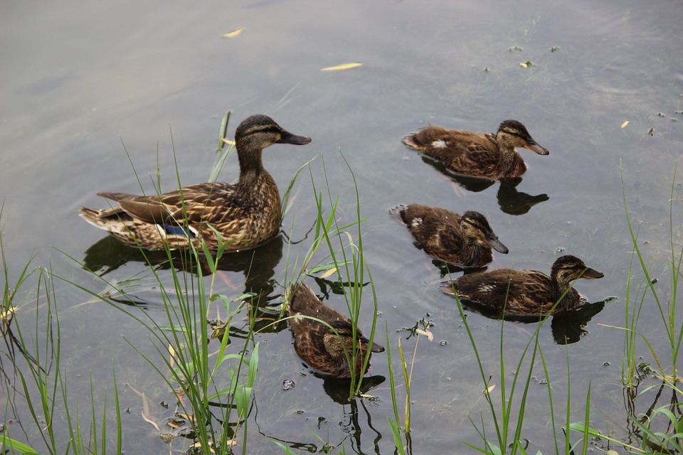 Pato Patitos Lago - Foto gratis en Pixabay