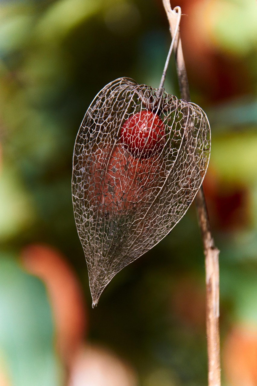 Lampion Flower Physalis Alkekengi - Free photo on Pixabay - Pixabay