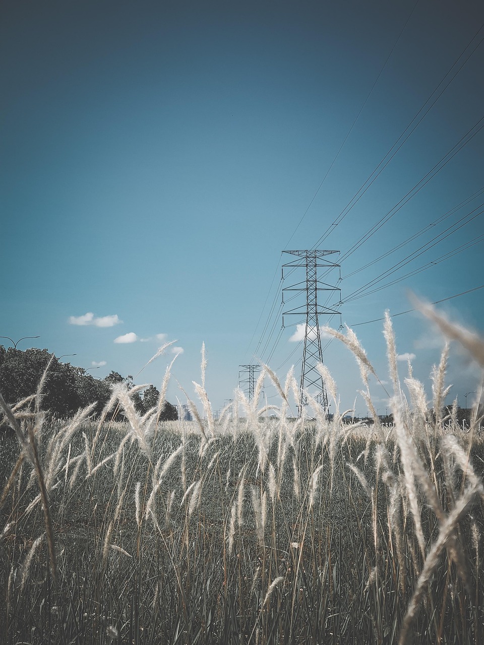 Antenna Field Grass - Free photo on Pixabay - Pixabay