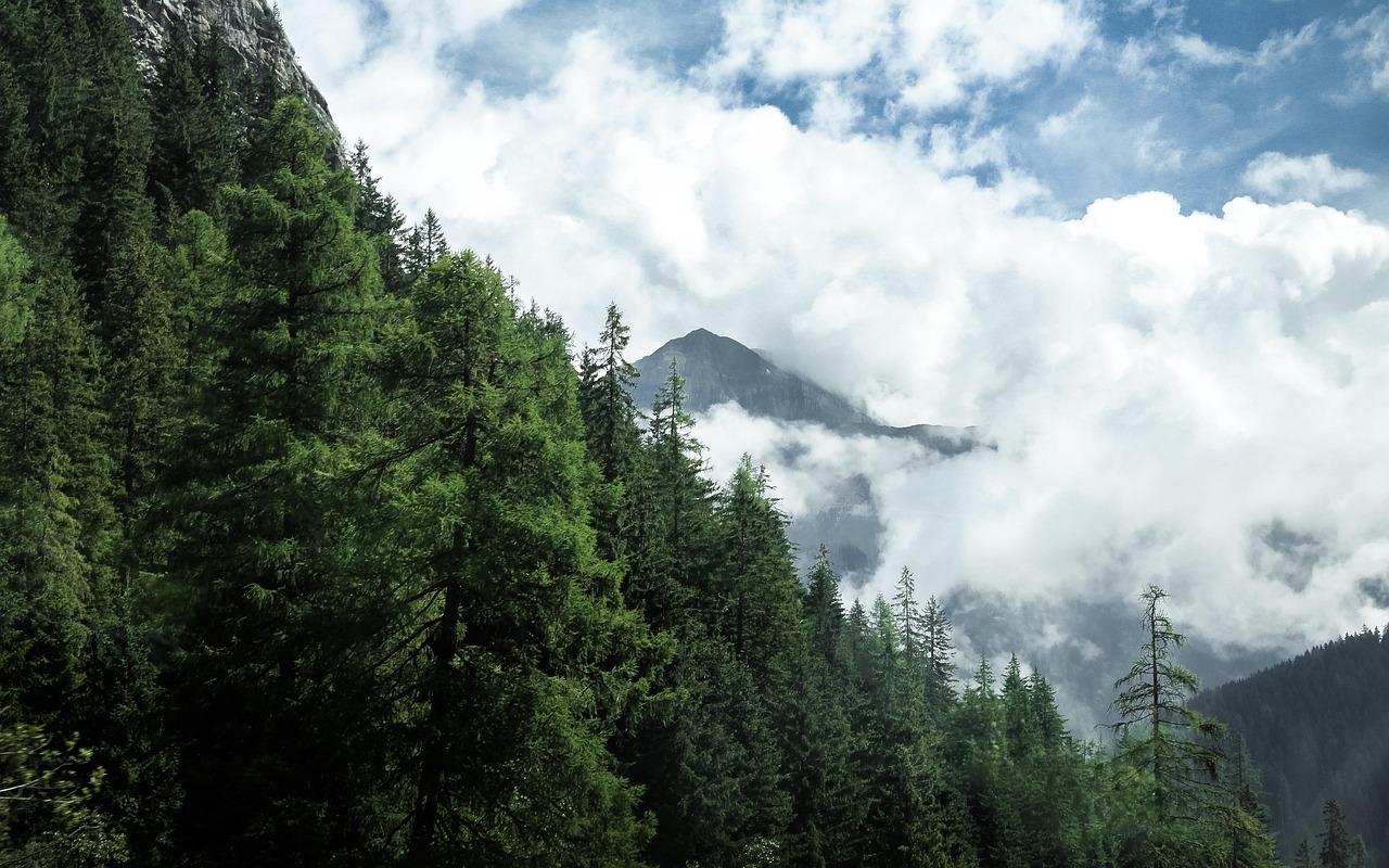 Mountains Trees Forest - Free photo on Pixabay
