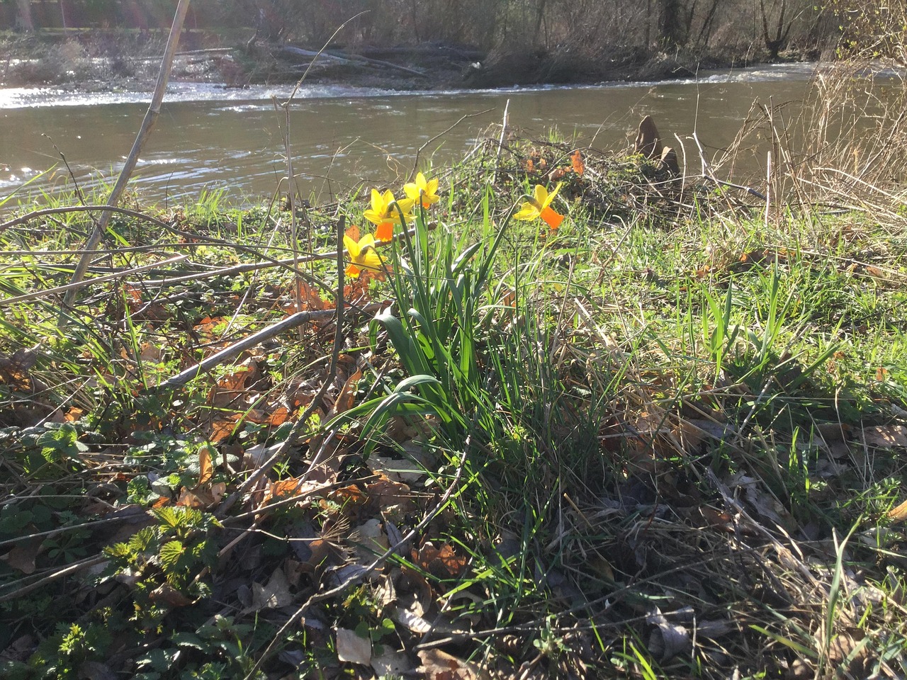Daffodil Flow Spring - Free photo on Pixabay - Pixabay