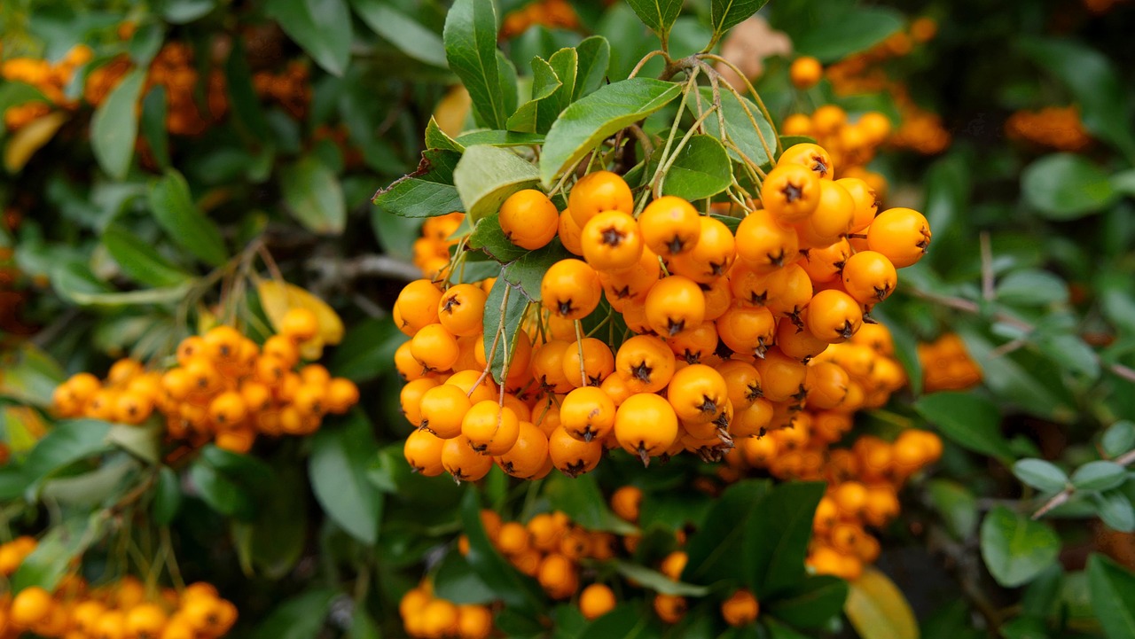 Firethorn Fall Shrub - Free photo on Pixabay - Pixabay