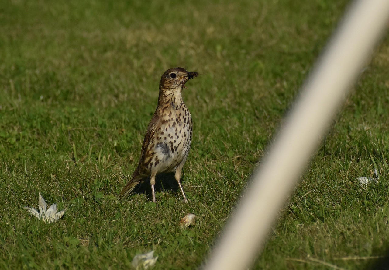 Nature Oiseau Grive - Photo gratuite sur Pixabay - Pixabay