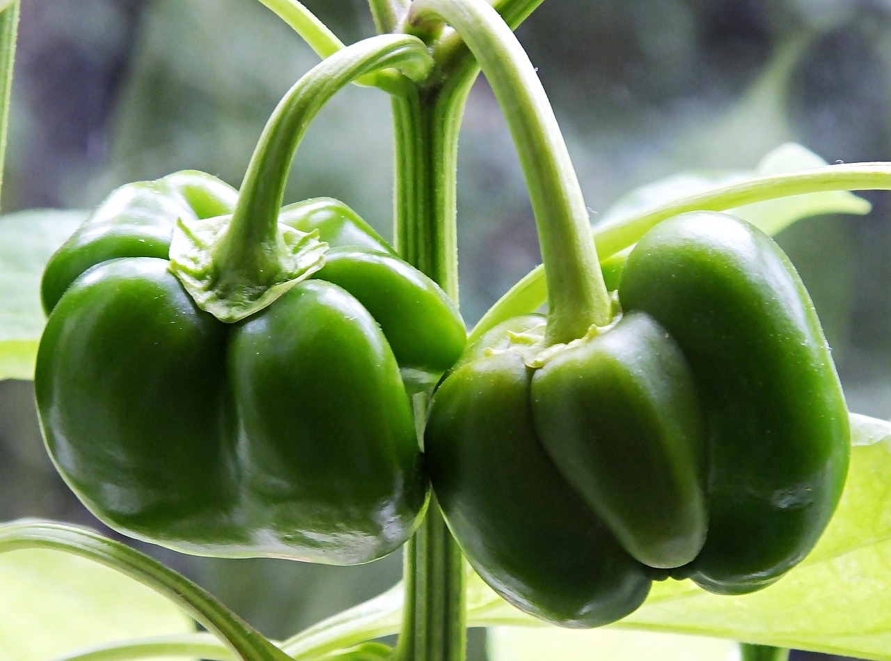 Paprika Hijau Capsicum - Foto gratis di Pixabay - Pixabay