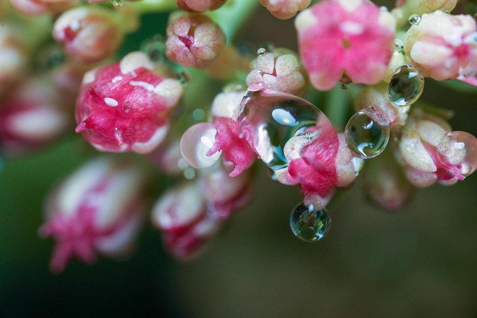 Flowers Water Drops Droplets - Free photo on Pixabay - Pixabay