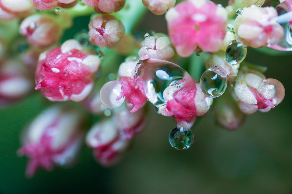Flowers Buds Droplets - Free photo on Pixabay - Pixabay