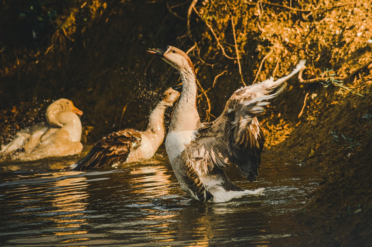 Gansos Aves Animales - Foto gratis en Pixabay - Pixabay