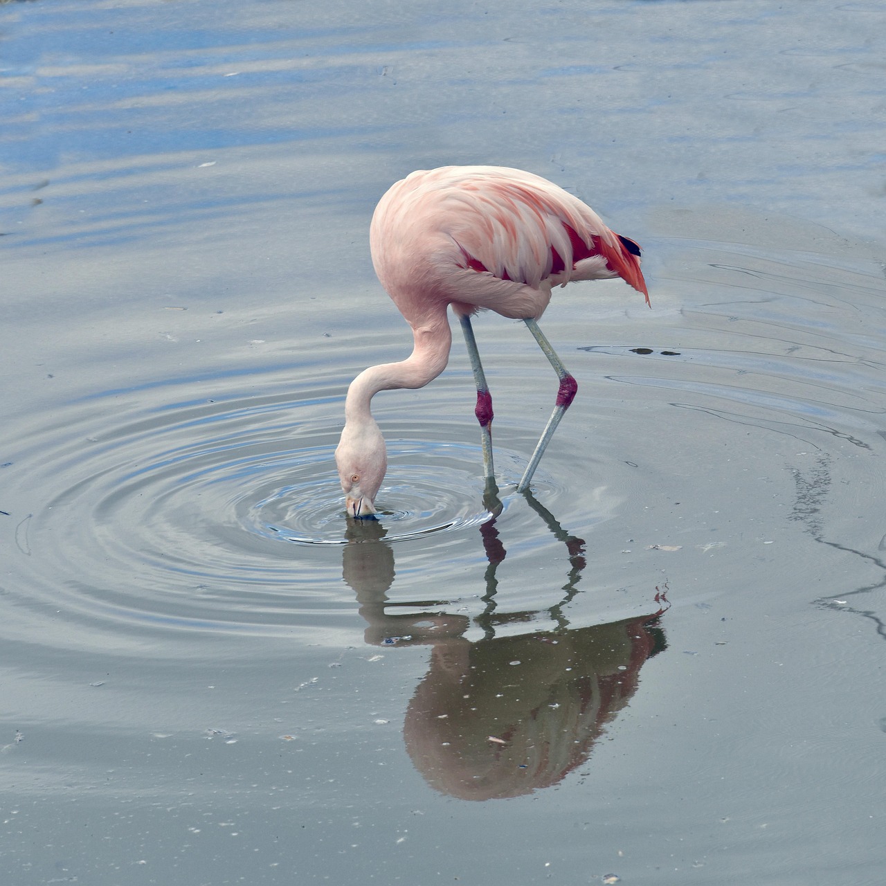 Flamingo Burung Pink Bulu - Foto gratis di Pixabay - Pixabay