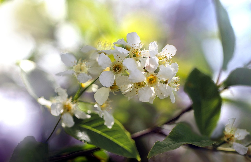Bunga-Bunga Bunga Putih Mekar - Foto gratis di Pixabay - Pixabay