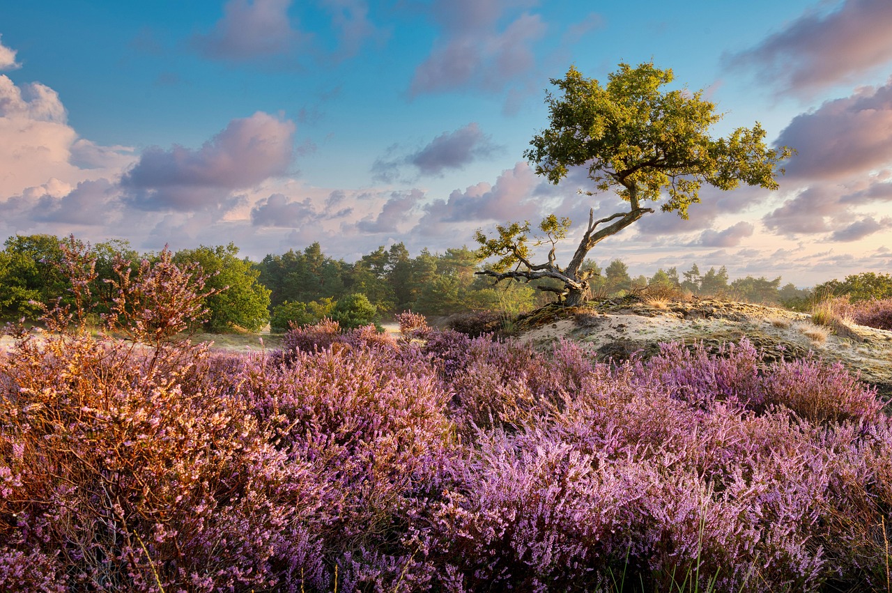 Drunense Duinen Tree Heather - Free photo on Pixabay