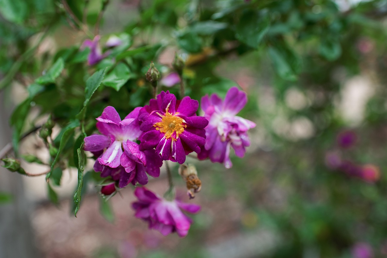 Mauve Fleurs Bloom - Photo gratuite sur Pixabay - Pixabay