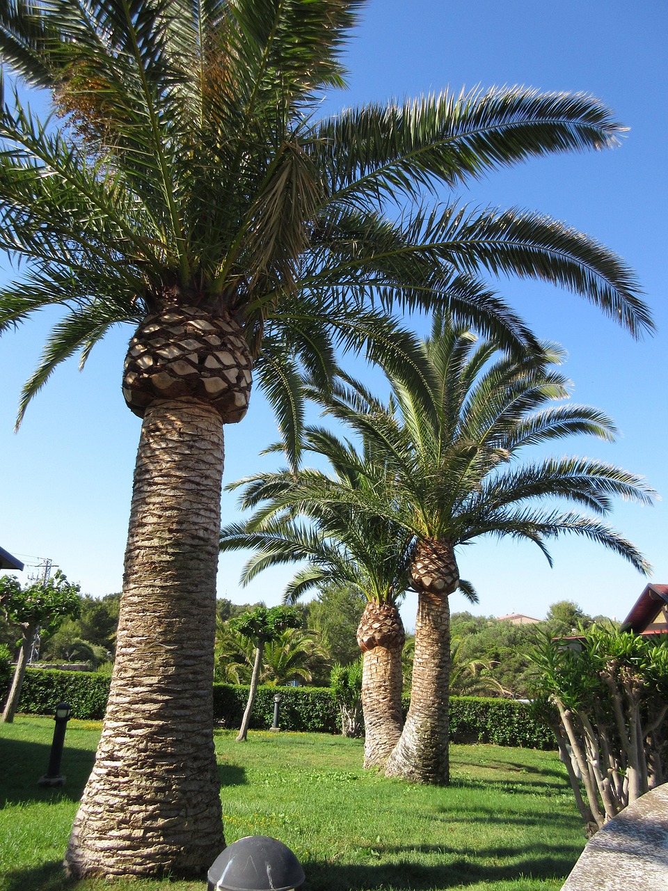 Palmen Urlaub Insel - Kostenloses Foto auf Pixabay - Pixabay