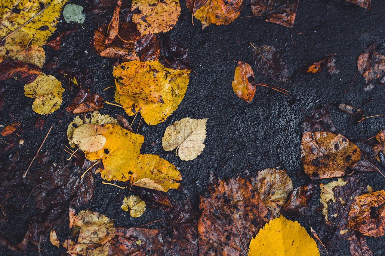 Autumn Leaves Soil Mud Fallen - Free photo on Pixabay