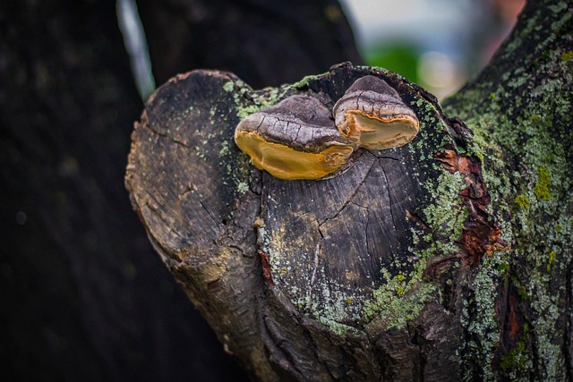 Jamur Kayu Pohon Sakit - Foto gratis di Pixabay - Pixabay