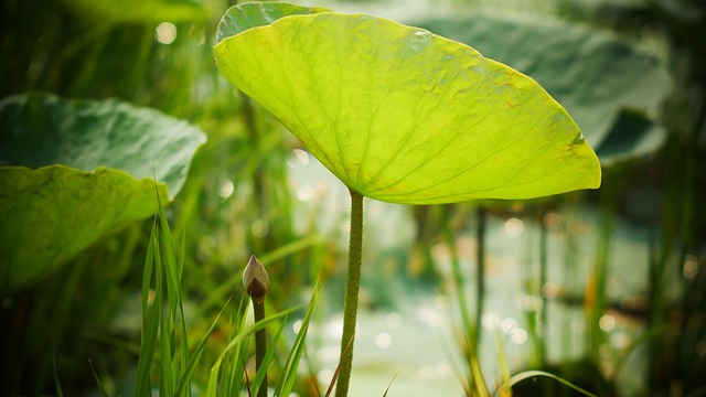 Folhas De Lótus Lírios Plantas - Foto gratuita no Pixabay - Pixabay
