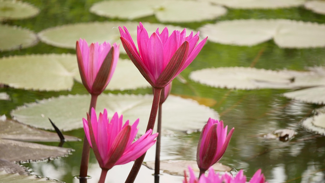 Lotus Flowers Water Lilies Lily - Free photo on Pixabay - Pixabay