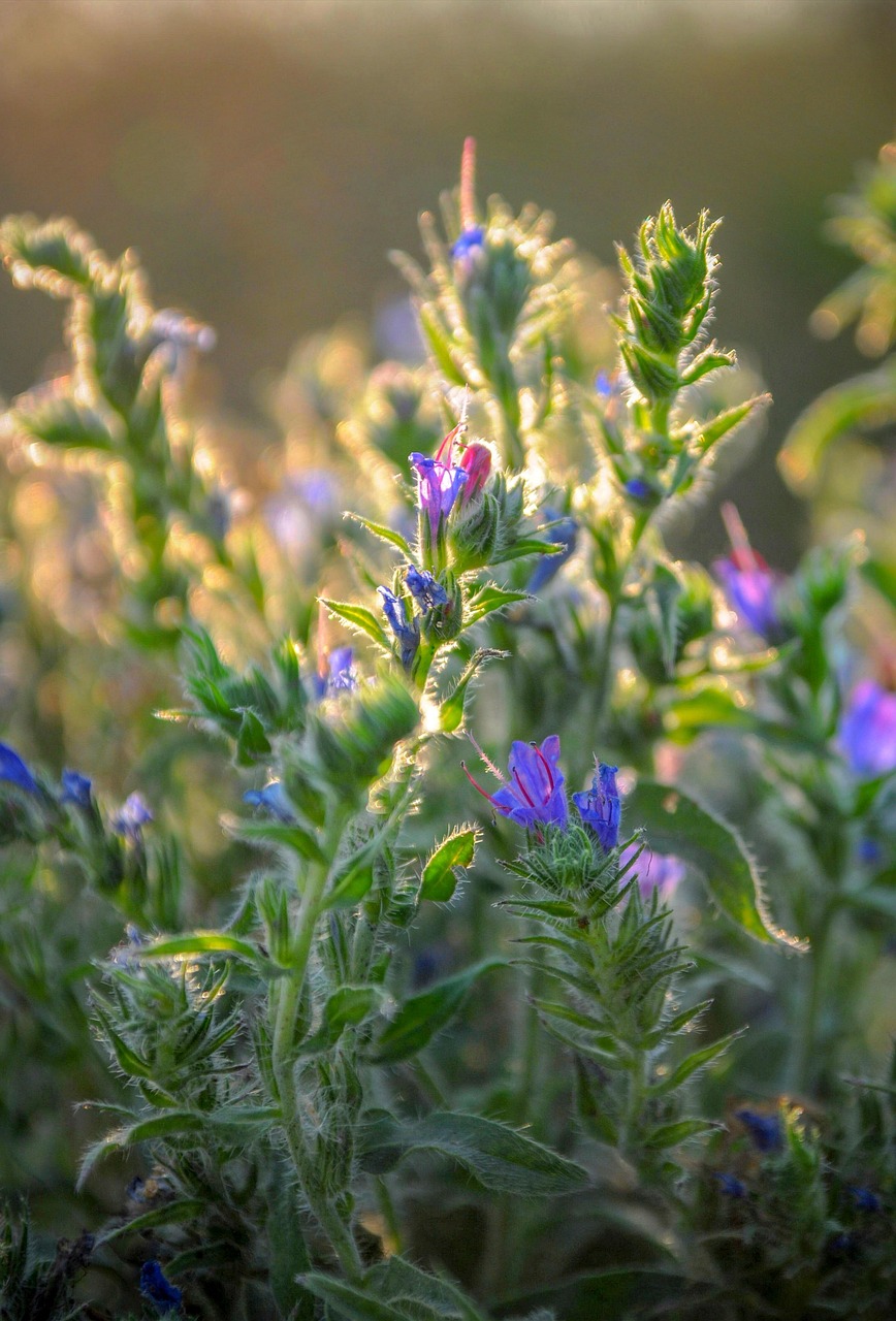 Blumen Feld Wiese - Kostenloses Foto auf Pixabay - Pixabay