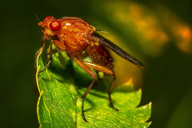 叶子 昆虫 飞 Pixabay上的免费照片 Pixabay