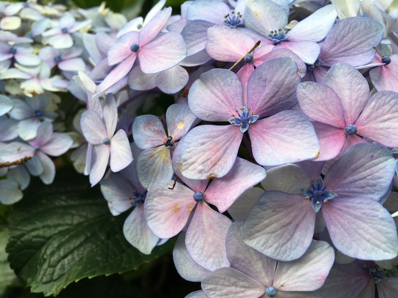 Blumen Hortensie Pflanze - Kostenloses Foto auf Pixabay - Pixabay