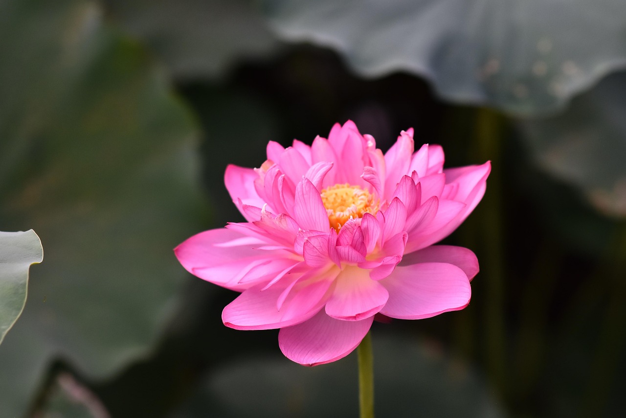 Bunga Kelopak Teratai Merah - Foto gratis di Pixabay