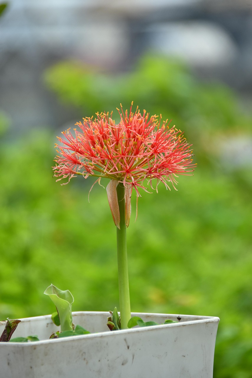 Garden Flower Blood Lily Red - Free photo on Pixabay - Pixabay