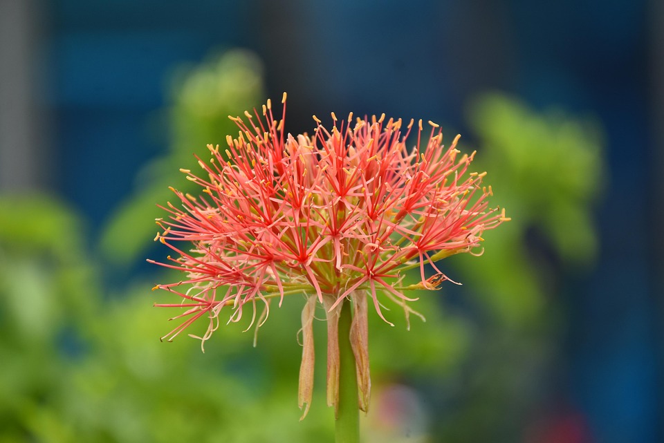 Garden Flower Blood Lily Red - Free photo on Pixabay - Pixabay