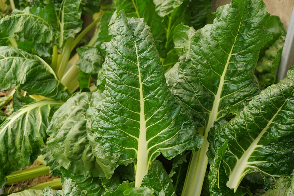 Planta Comida Orgânico - Foto gratuita no Pixabay - Pixabay