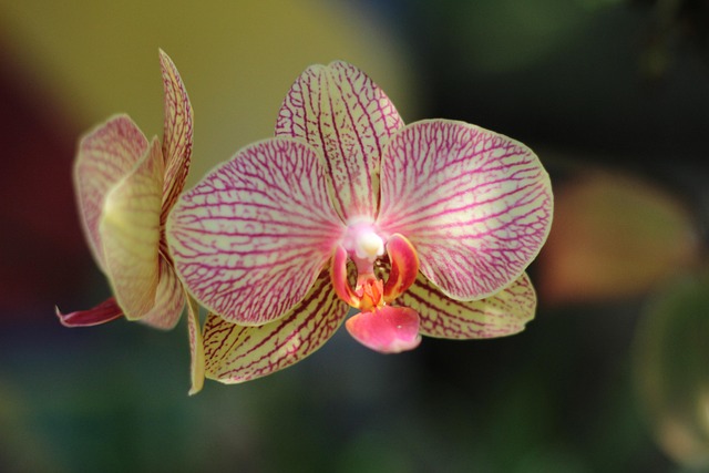 Bunga Anggrek Tanaman - Foto gratis di Pixabay - Pixabay