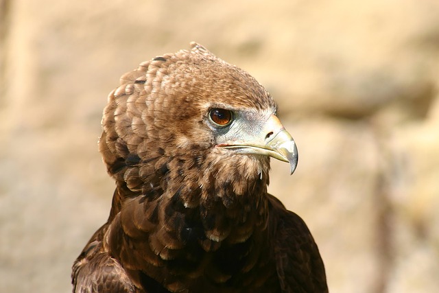 Hawk Beak Nature - Free photo on Pixabay - Pixabay