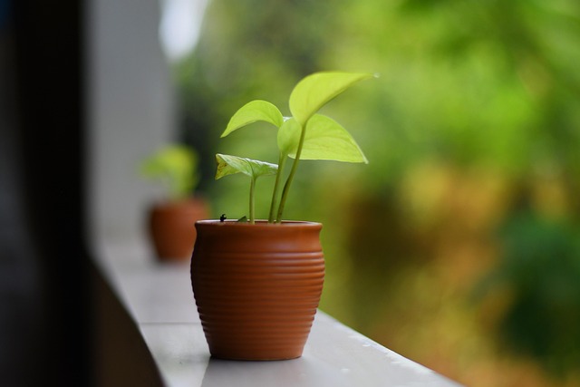 Sapling Pot Plant - Free photo on Pixabay