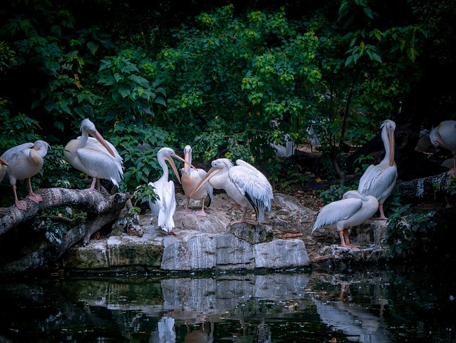 Animal Zoo - Free photo on Pixabay - Pixabay