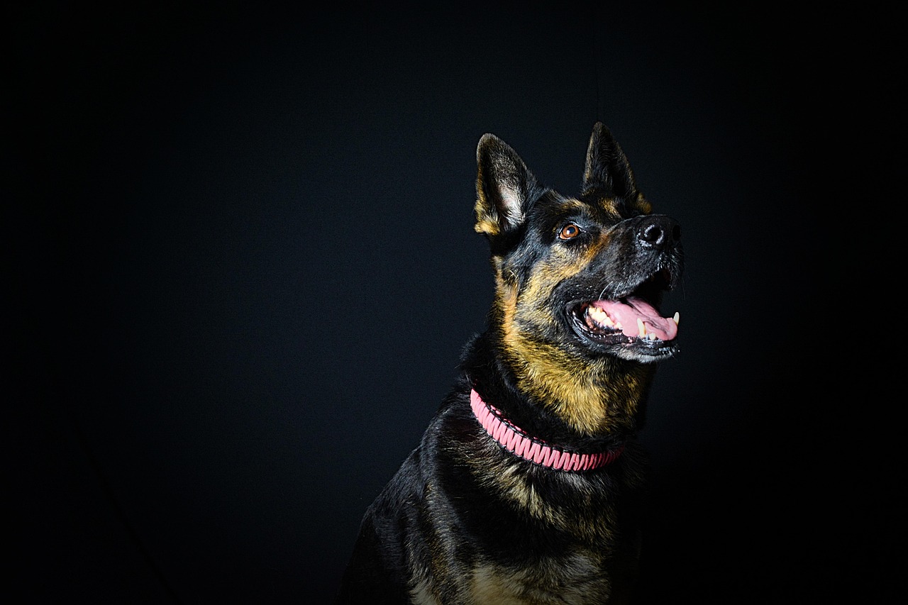 Câine Animal De Companie - Fotografie gratuită pe Pixabay