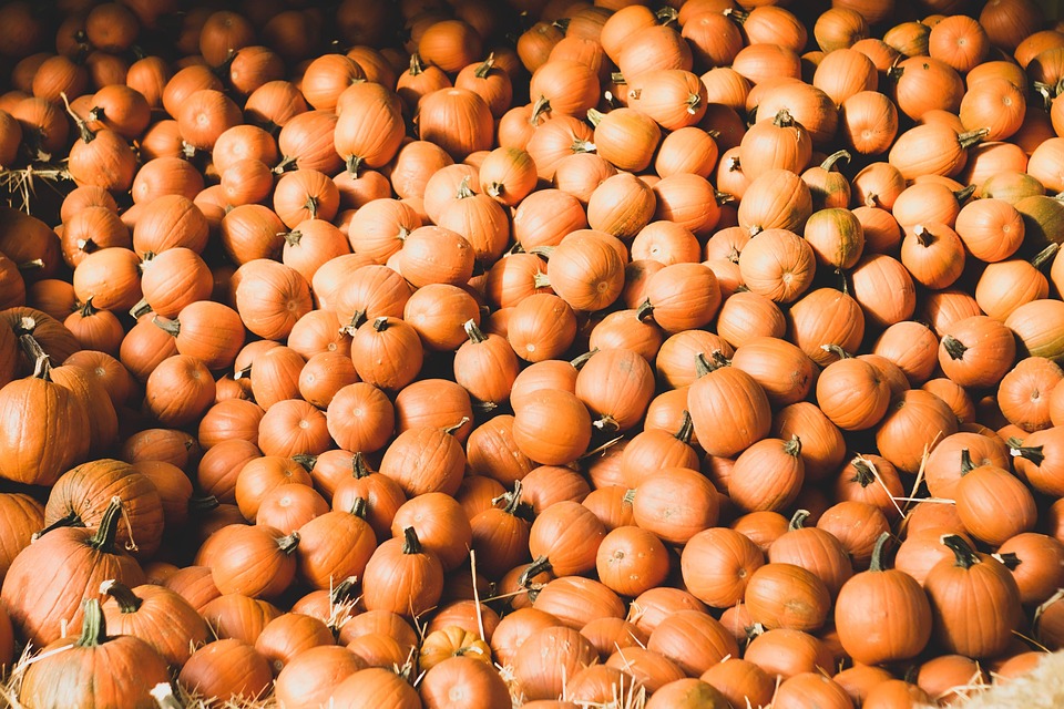 Calabazas Cosecha Vegetal - Foto gratis en Pixabay - Pixabay