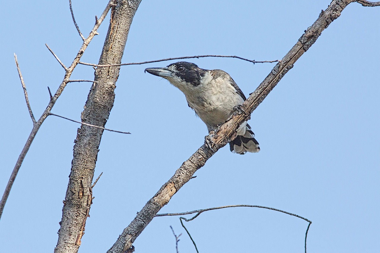 Butcher Bird Sydney - Free photo on Pixabay - Pixabay