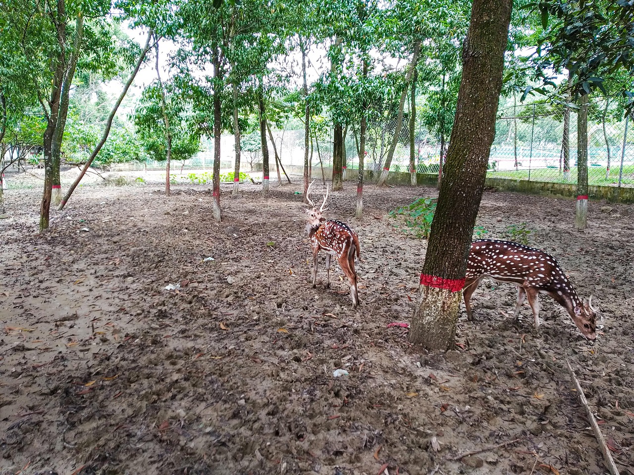 Deer Privet Zoo - Free photo on Pixabay - Pixabay