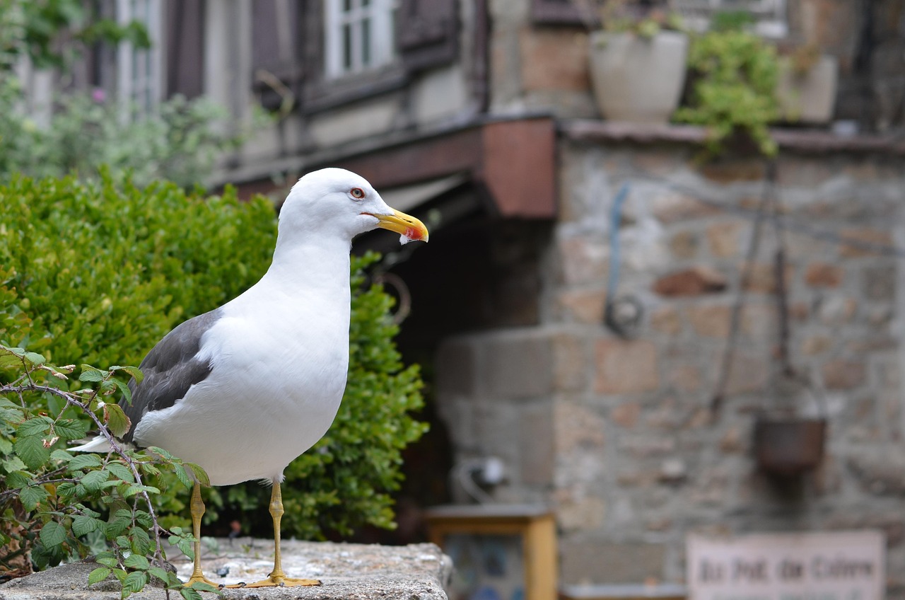 Mouette Oiseau Animal D'Oiseaux De - Photo gratuite sur Pixabay