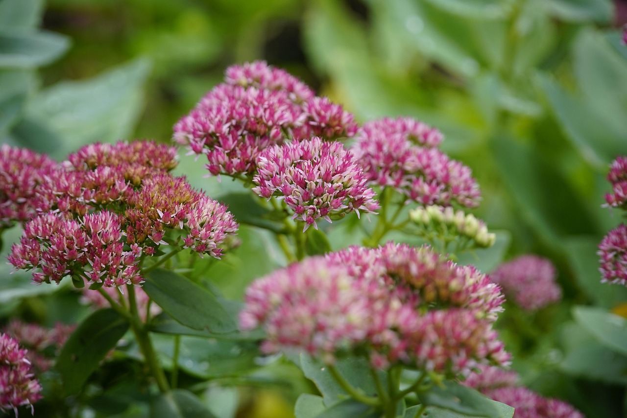 Sedum Plant Stonecrop - Free photo on Pixabay - Pixabay