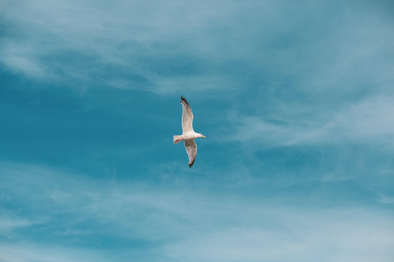 Gaviota Volar Propagar - Foto gratis en Pixabay - Pixabay