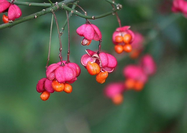Brslen Euonymus Europaeus Keř - Foto gratuita no Pixabay - Pixabay