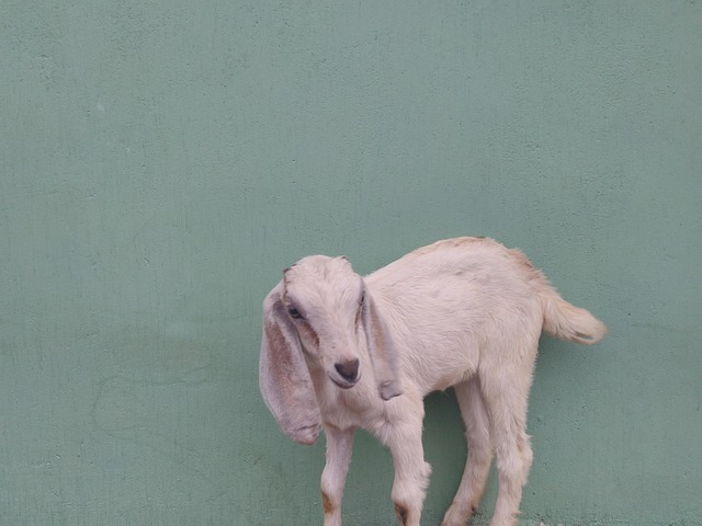 Gaot Cabrito Naturaleza - Foto gratis en Pixabay - Pixabay